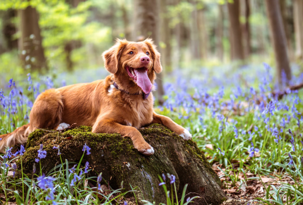 10 Ways Pet Owners can make the most of Social Distancing | Uncle G's ...